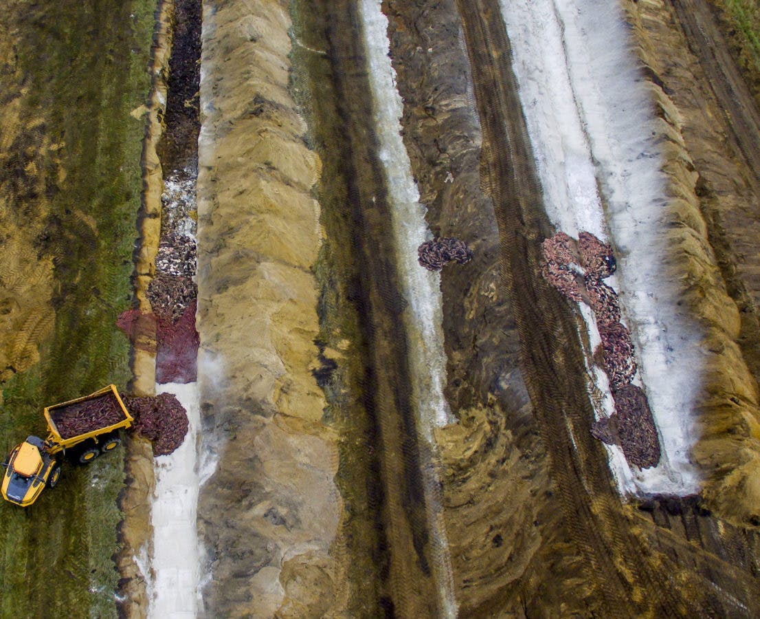 Minkgrave kan allerede have forurenet grundvand | RADIO IIII