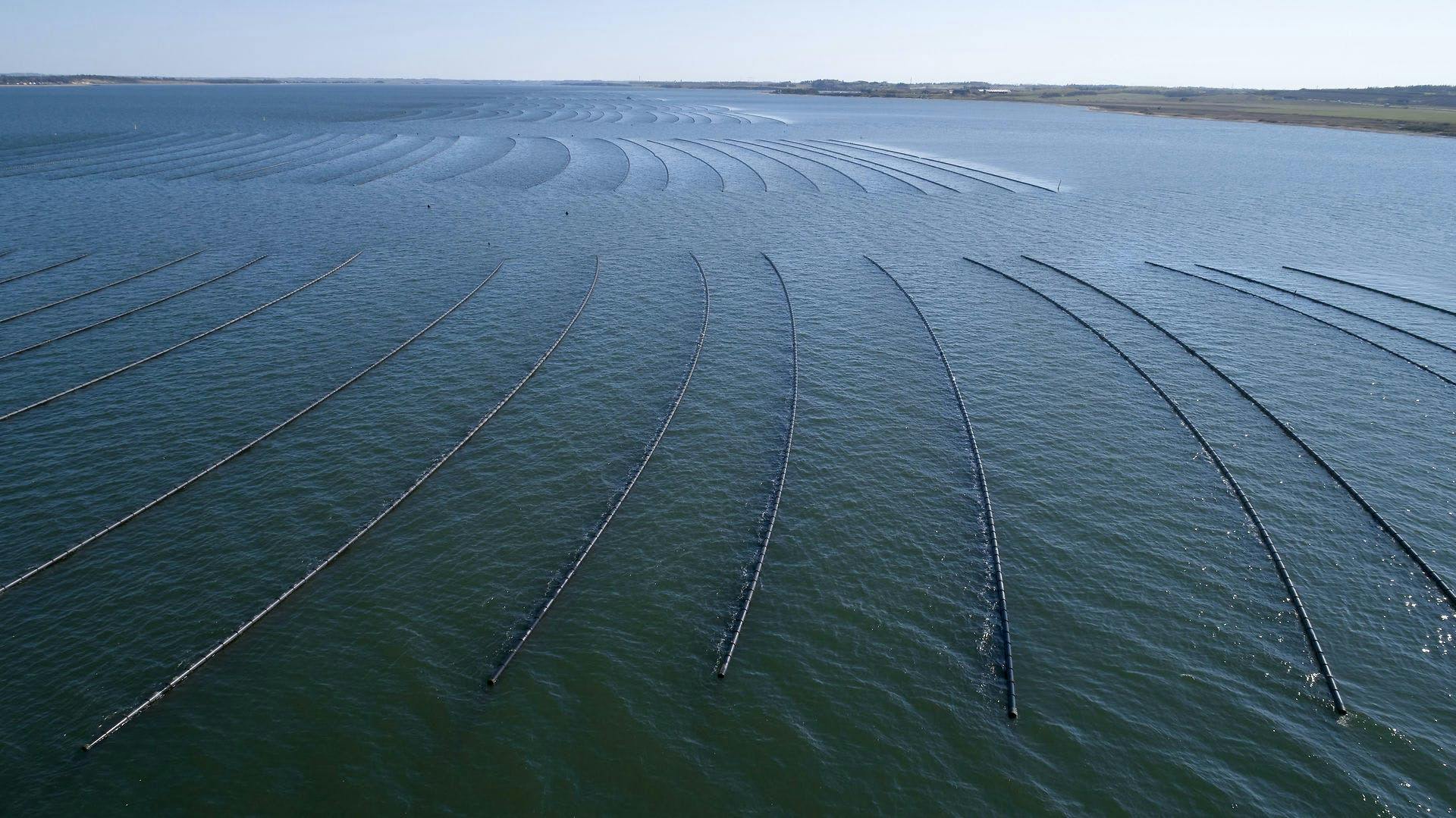 Boom i ansøgninger om muslingefarme i Limfjorden – men uenighed om ...